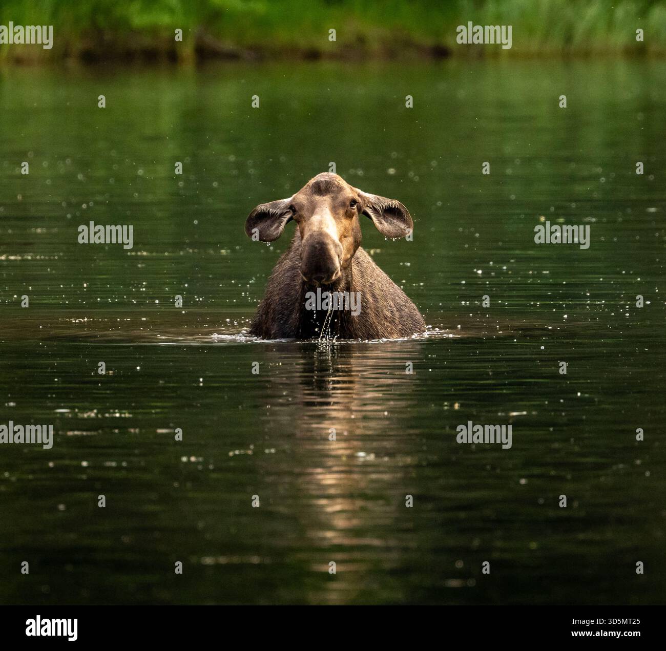 Moose Cow With Droopy Ears Lifts Head From Fishercap Lake in Glacier ...