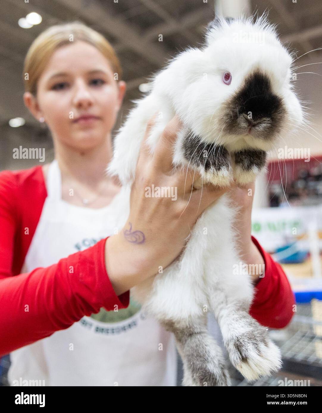 (251117) -- TORONTO, Nov. 17, 2025 (Xinhua) -- A breeder displays a ...