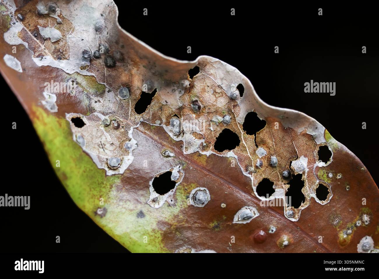 Close up macro of brown leaf shows severe damage from disease and decay ...