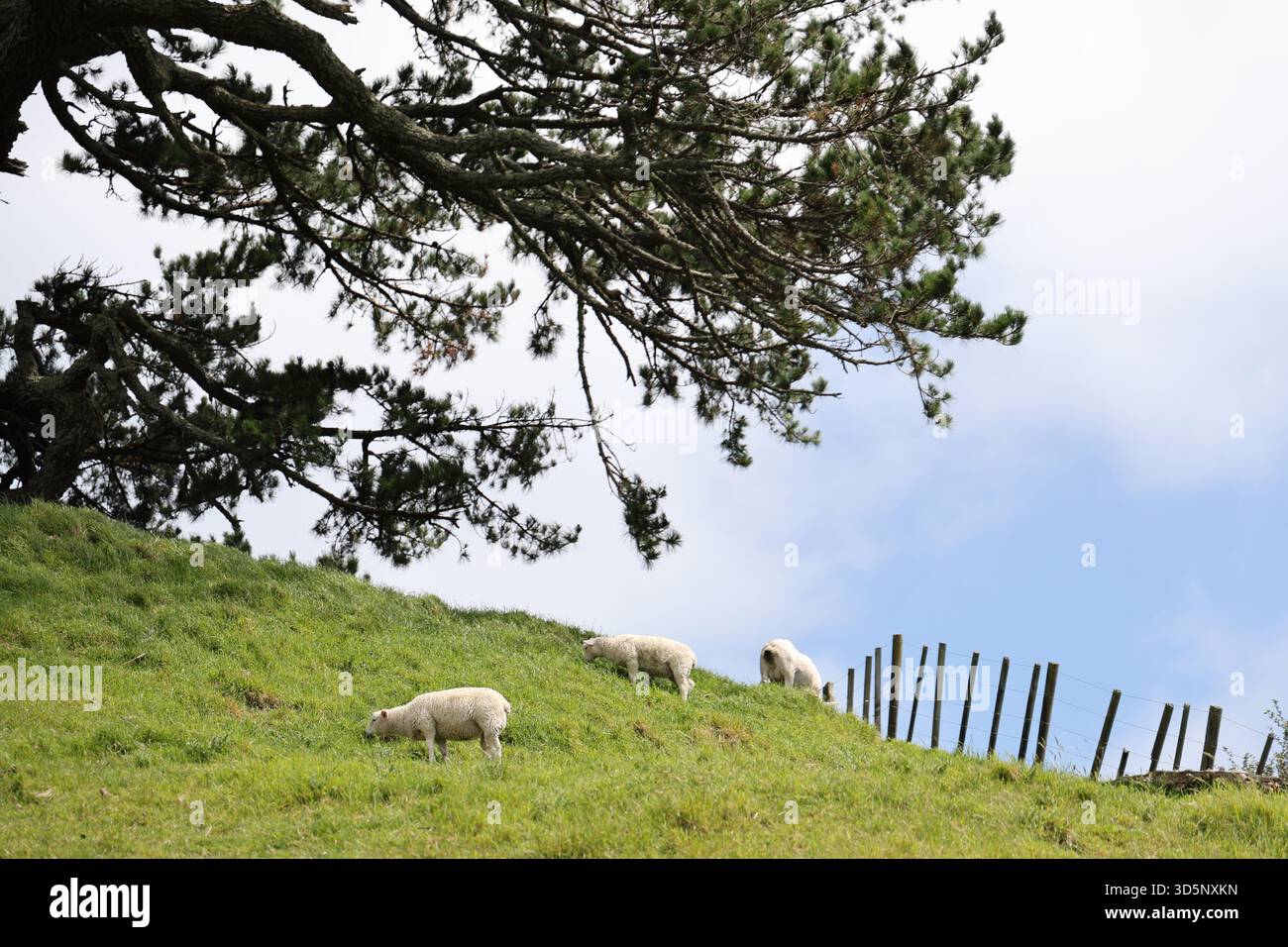 Sheep Grazing Hillside Beneath Sprawling Evergreen Branches Stock Photo ...