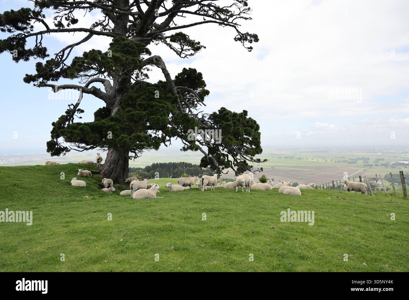 Sheep Resting Beneath Sprawling Evergreen Pasture Tree Stock Photo - Alamy