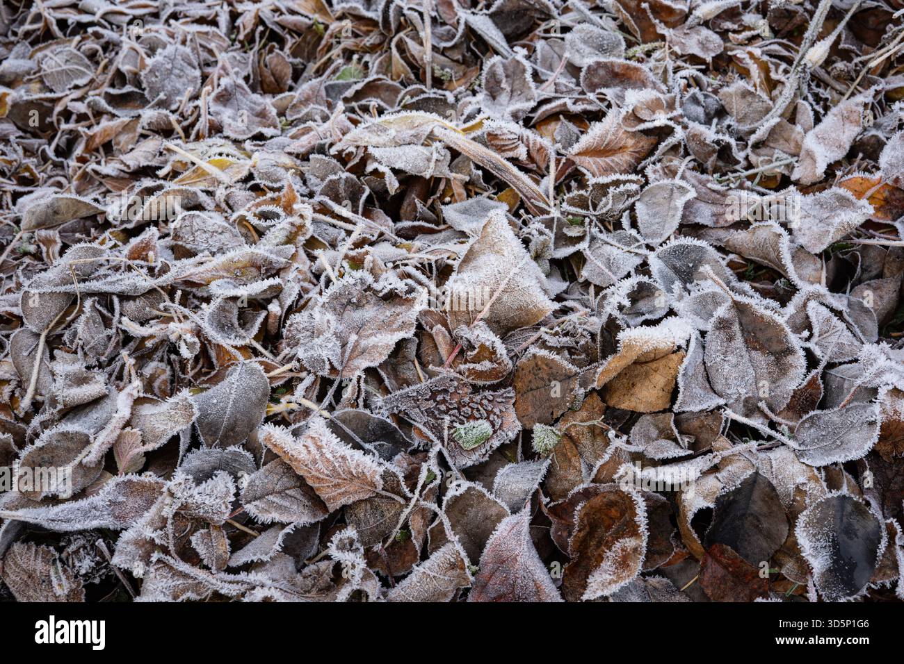 Autumn background ground covered hi-res stock photography and images ...