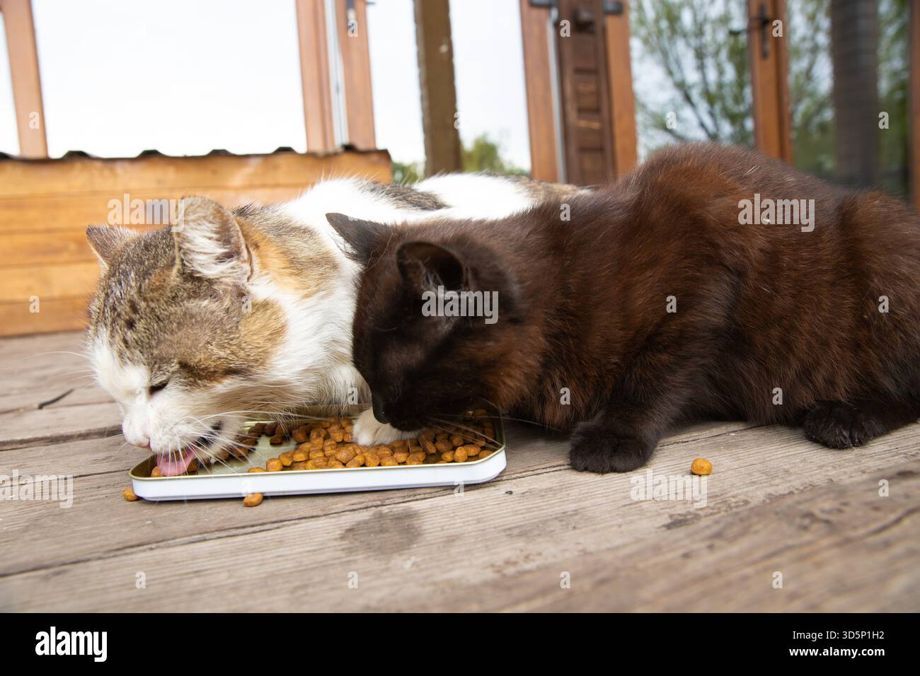 Two cats eating dry pet food from metal tray on wooden outdoor terrace ...