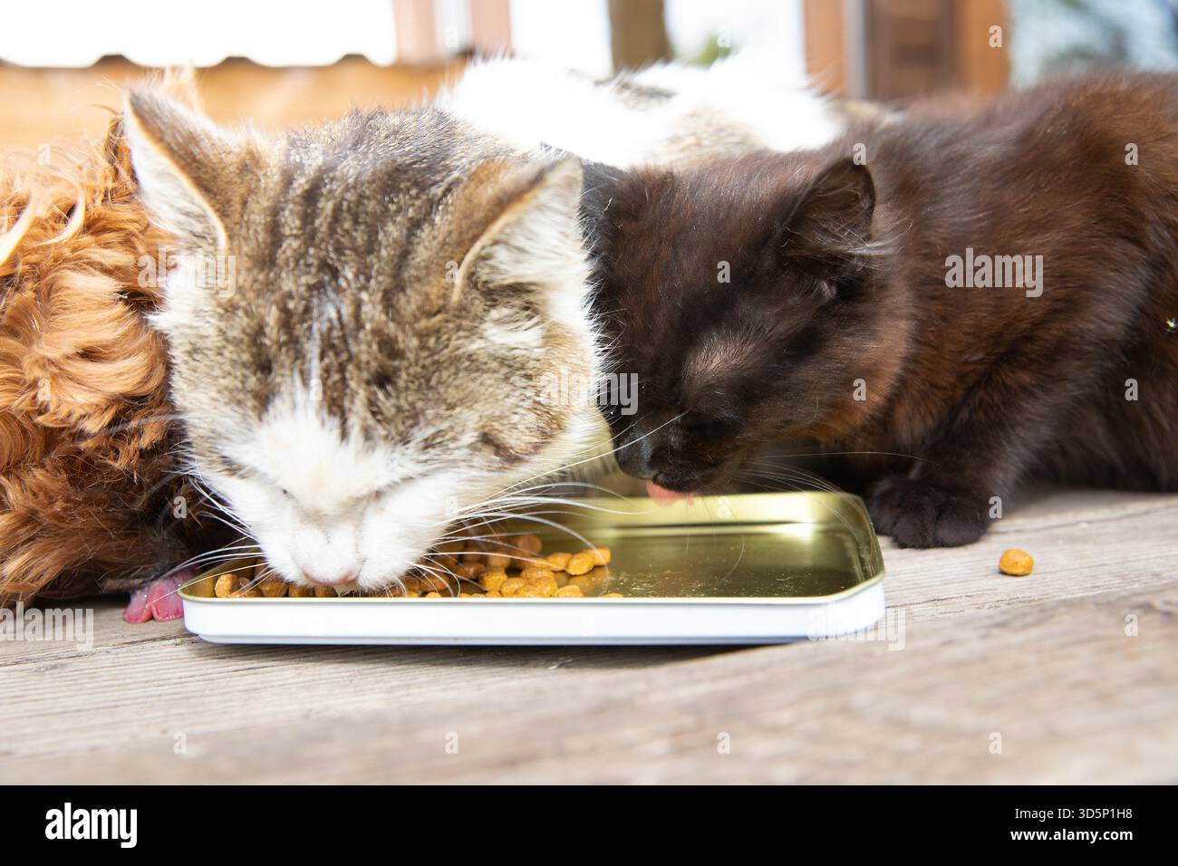 Two cats eating dry pet food from metal tray on wooden outdoor terrace ...
