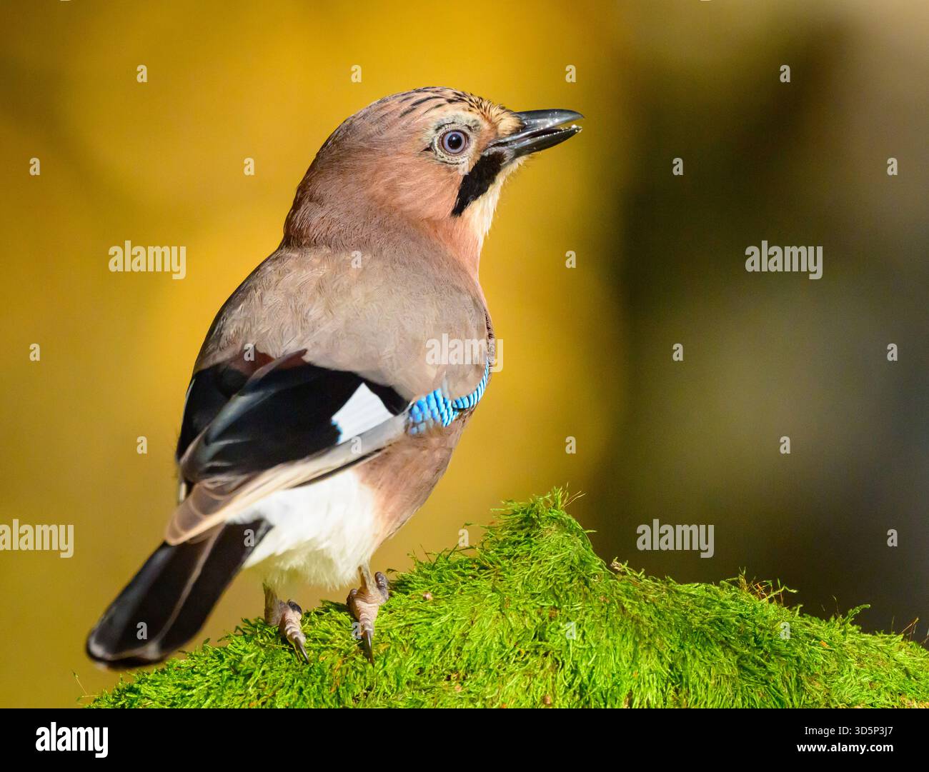 07 November 2025, Brandenburg, Sieversdorf: A jay (Garrulus glandarius ...