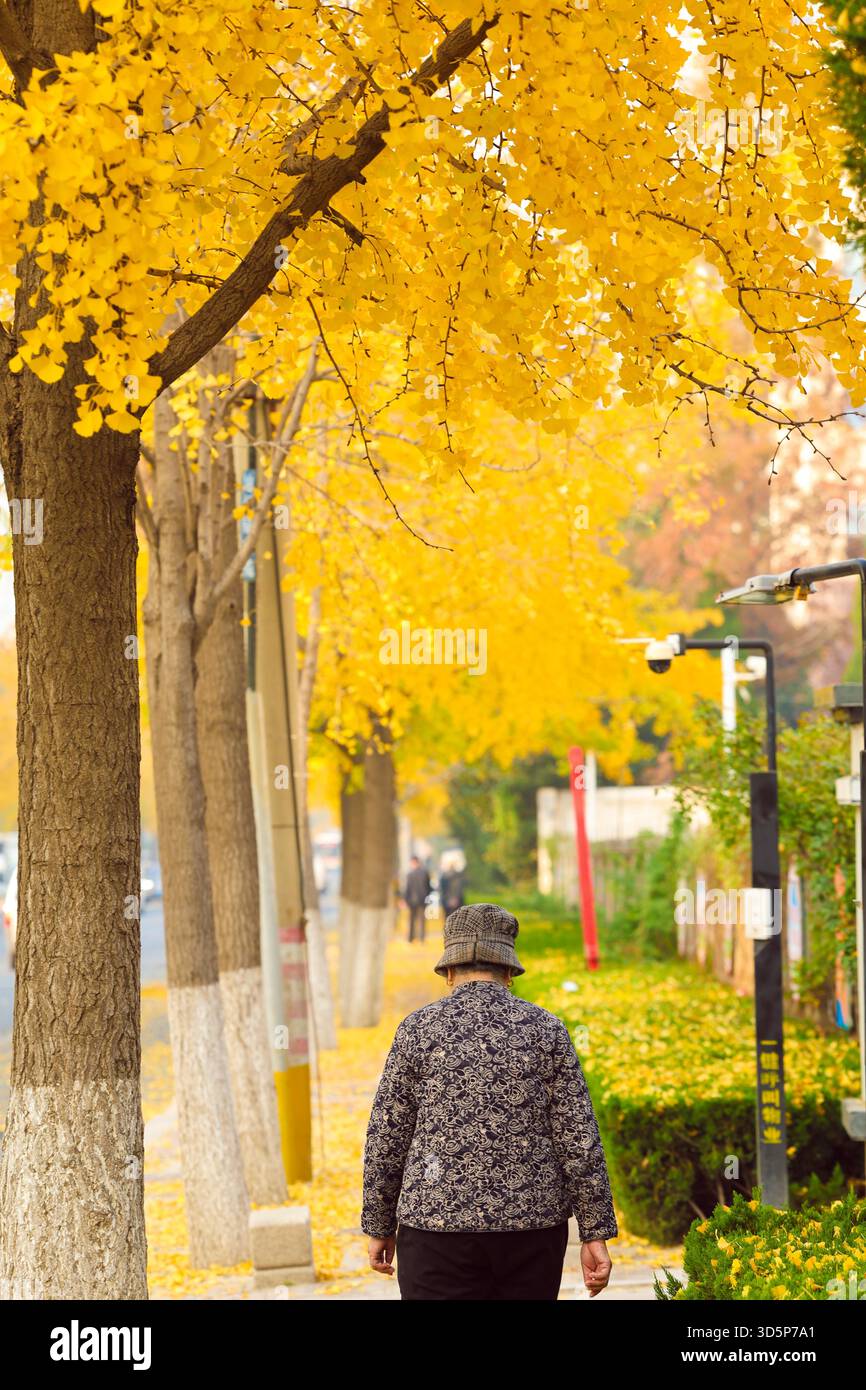 Ginkgo leaves turn yellow in Rizhao City, east China's Shandong ...