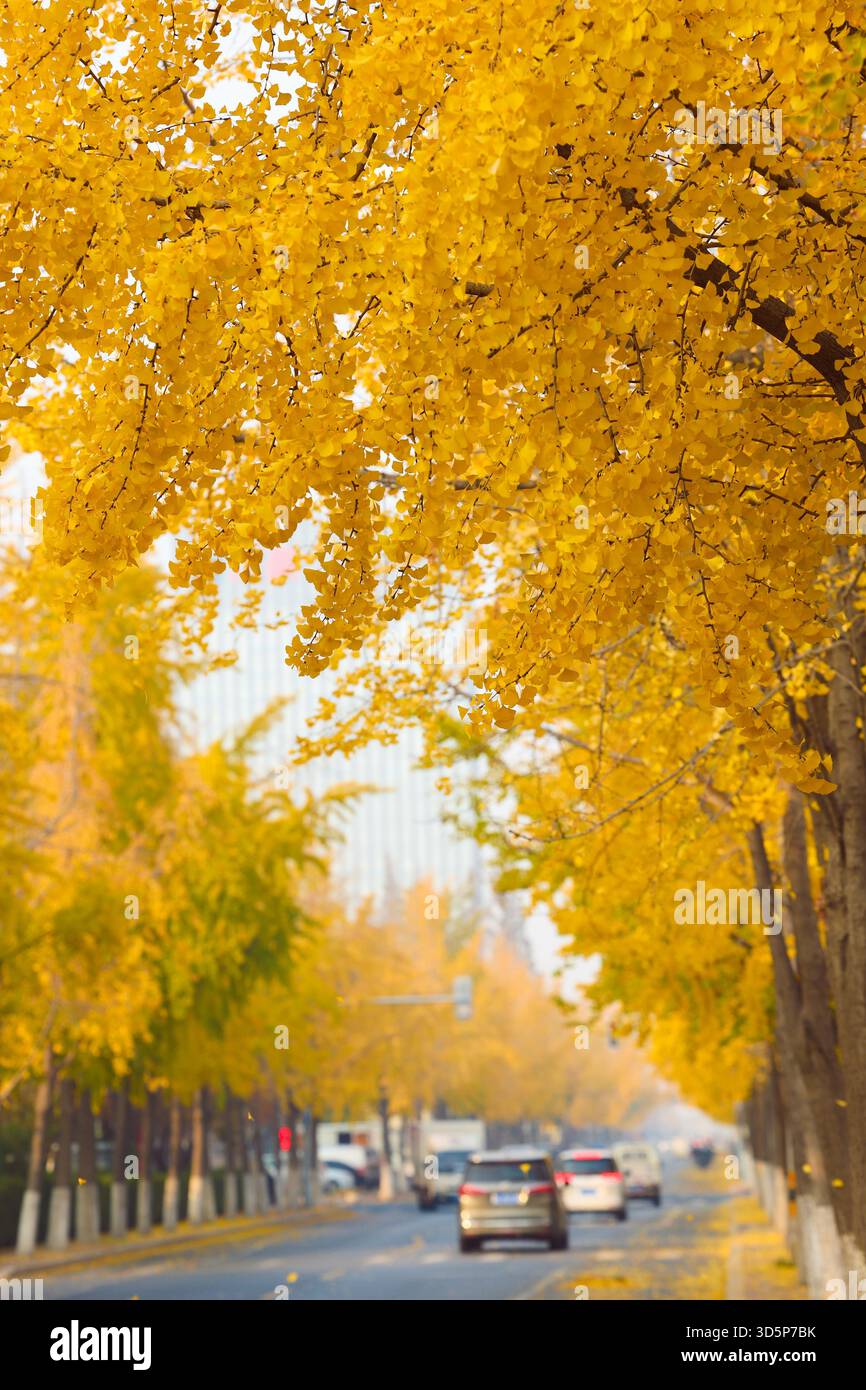 Ginkgo leaves turn yellow in Rizhao City, east China's Shandong ...
