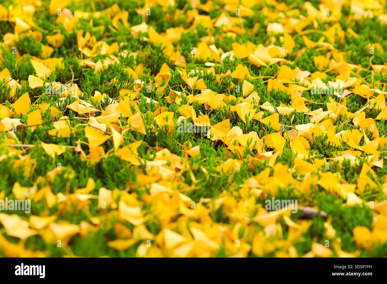 Ginkgo leaves turn yellow in Rizhao City, east China's Shandong ...