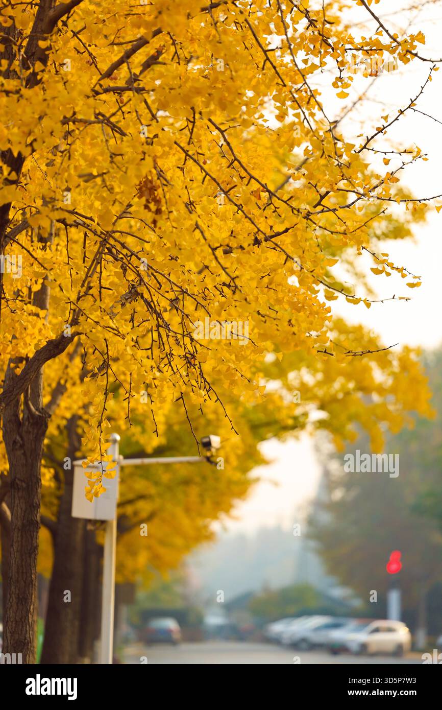 Ginkgo leaves turn yellow in Rizhao City, east China's Shandong ...