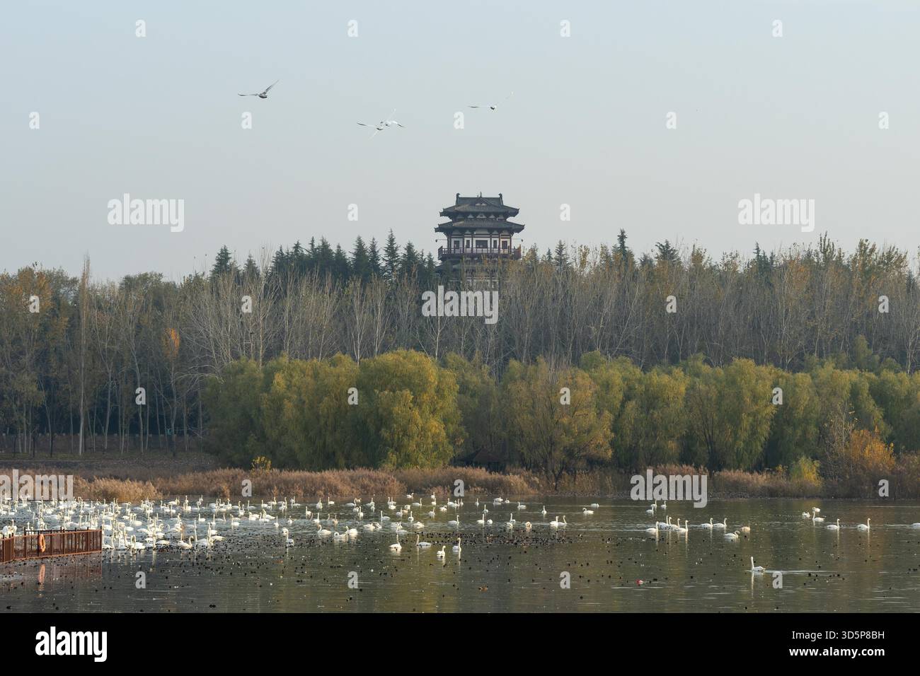 Whooper swans swim at a wetland park in Sanmenxia City, central China's ...
