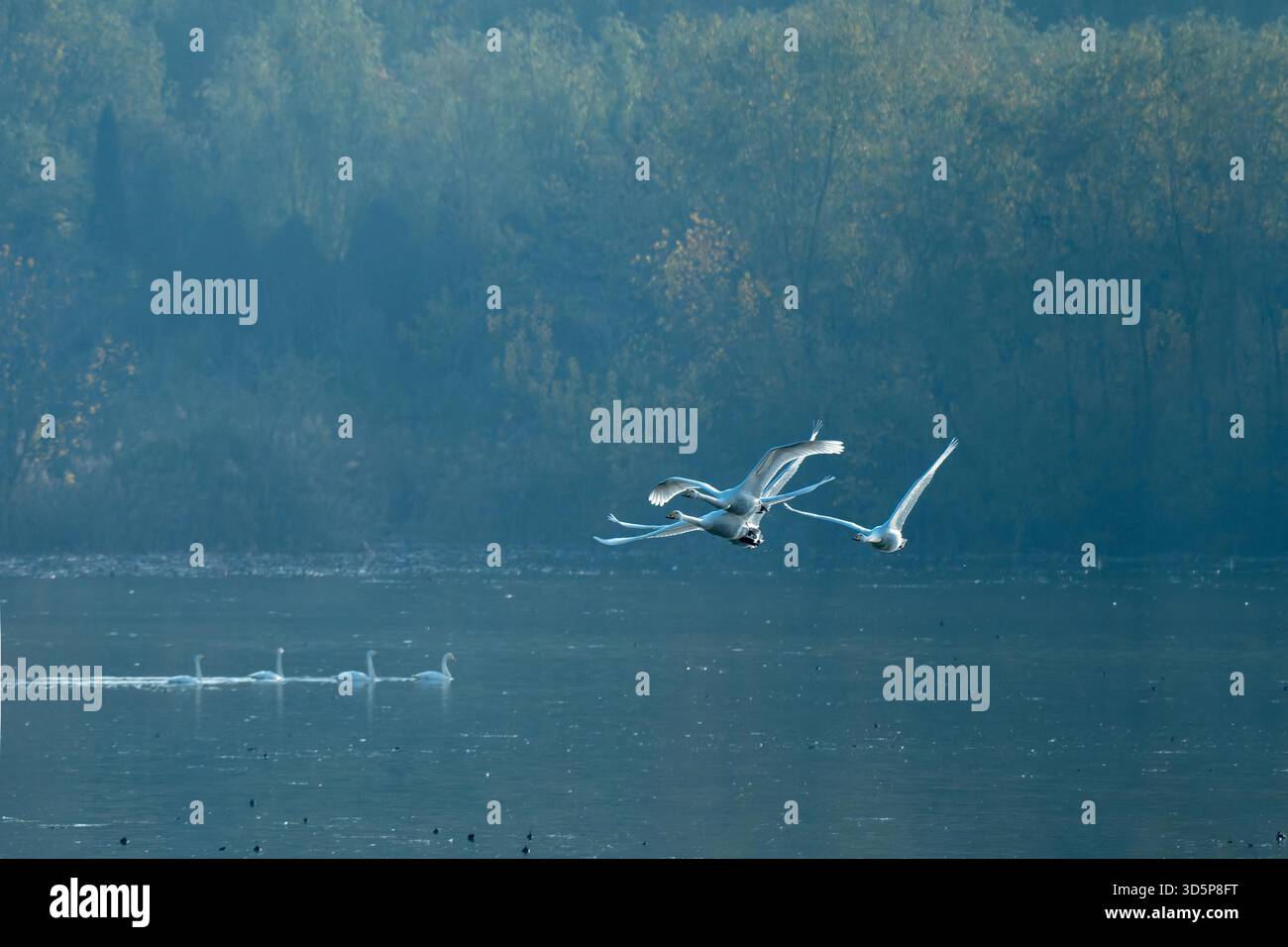Whooper swans swim at a wetland park in Sanmenxia City, central China's ...