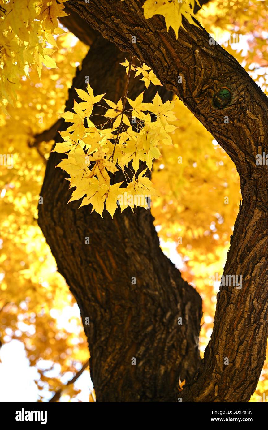 Early winter scenery at Ritan Park in Beijing, China, 14 November, 2025 ...
