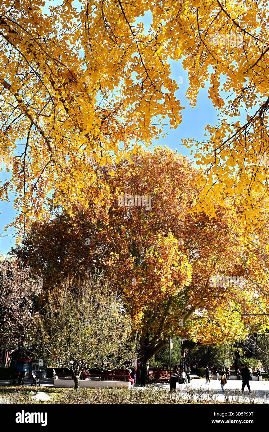 Early winter scenery at Ritan Park in Beijing, China, 14 November, 2025 ...