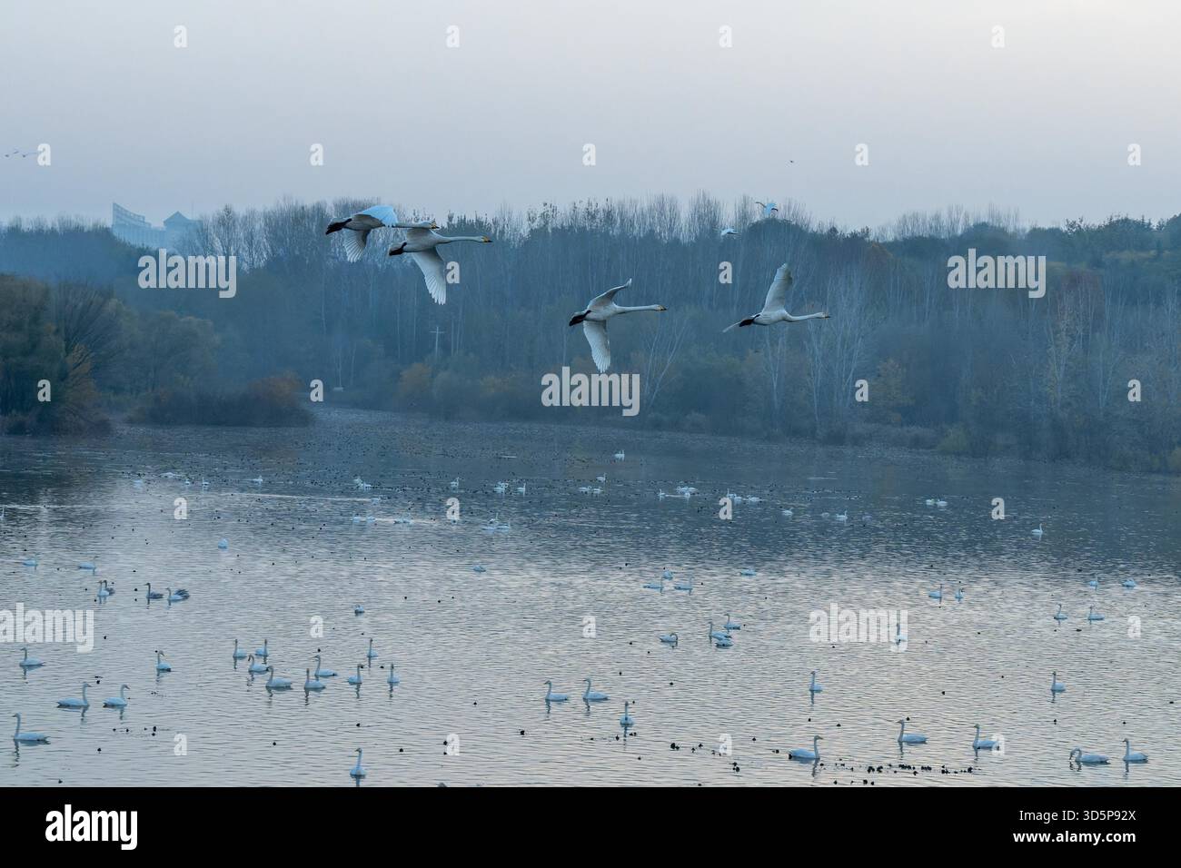 Whooper swans swim at a wetland park in Sanmenxia City, central China's ...