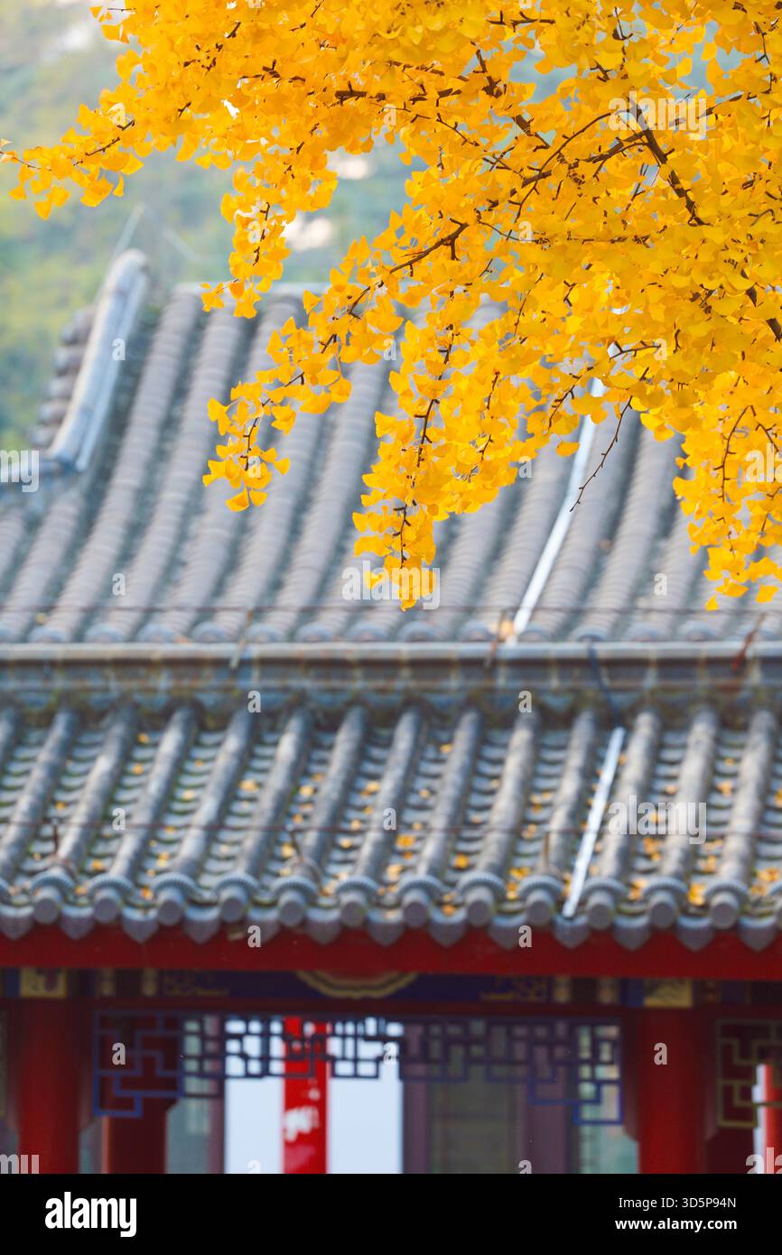 Early winter scenery at a park in Rizhao City, east China's Shandong ...