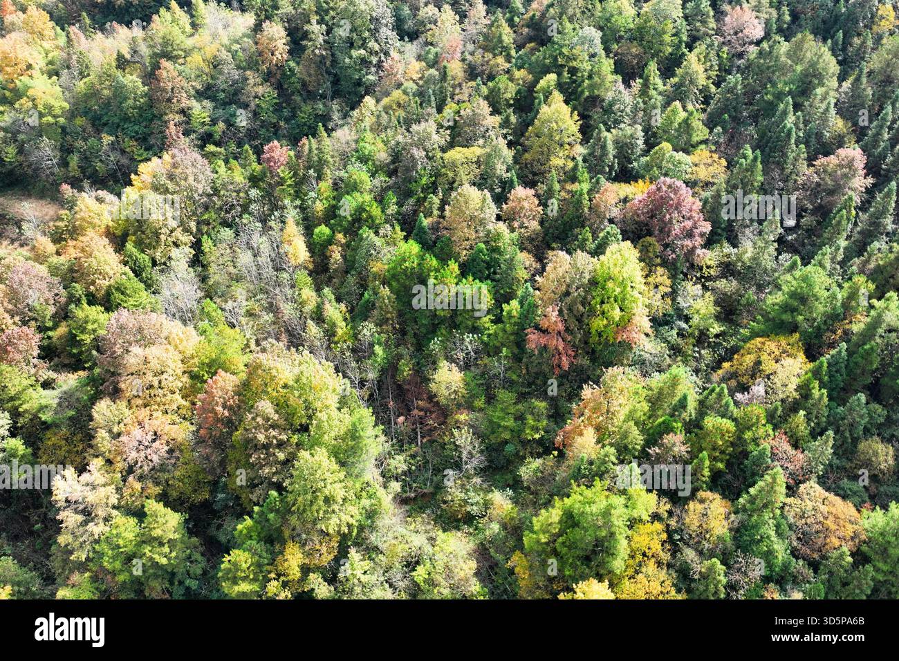 Aerial photo shows the colorful forest in Youyang County, Chongqing ...