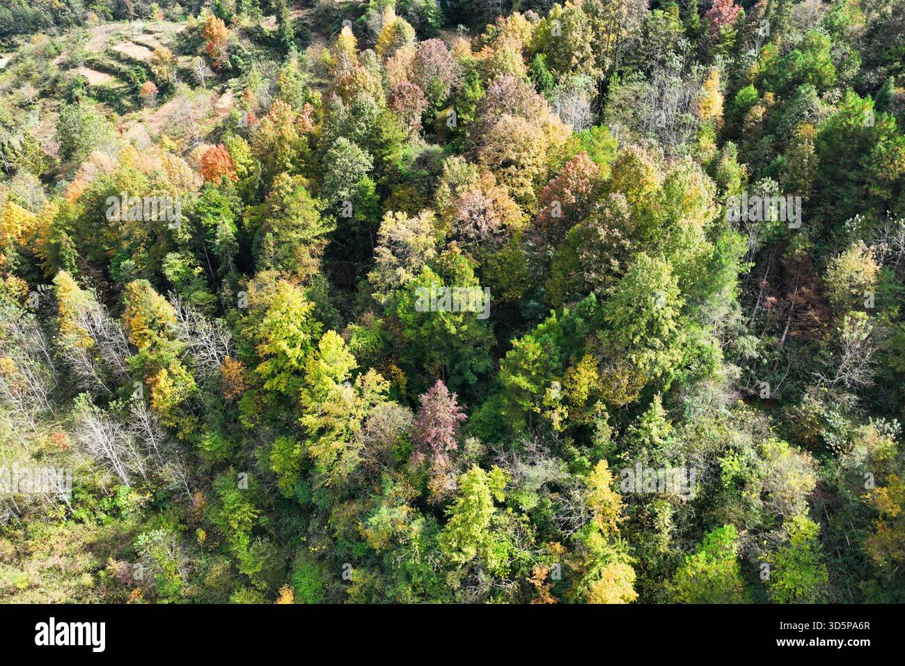 Aerial photo shows the colorful forest in Youyang County, Chongqing ...
