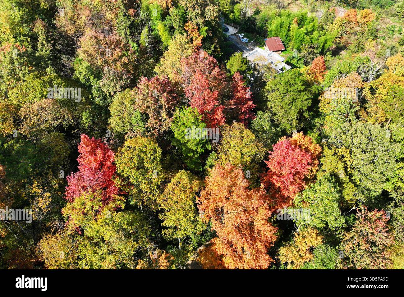 Aerial photo shows the colorful forest in Youyang County, Chongqing ...