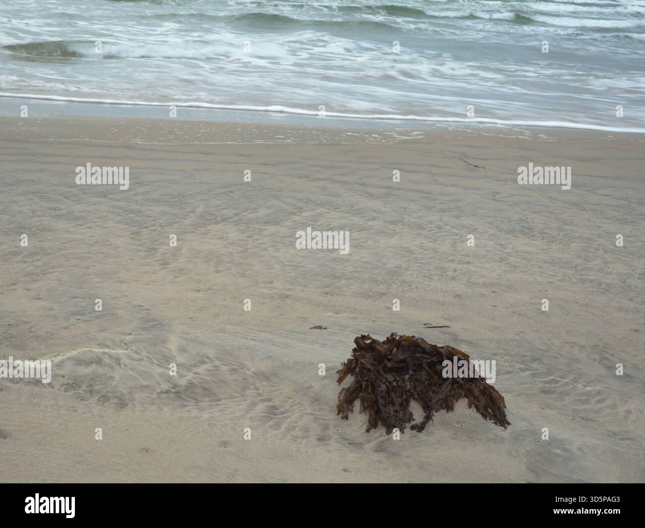 Red Seaweed Washed Up along Shoreline After High Tide at Maghera Beach ...