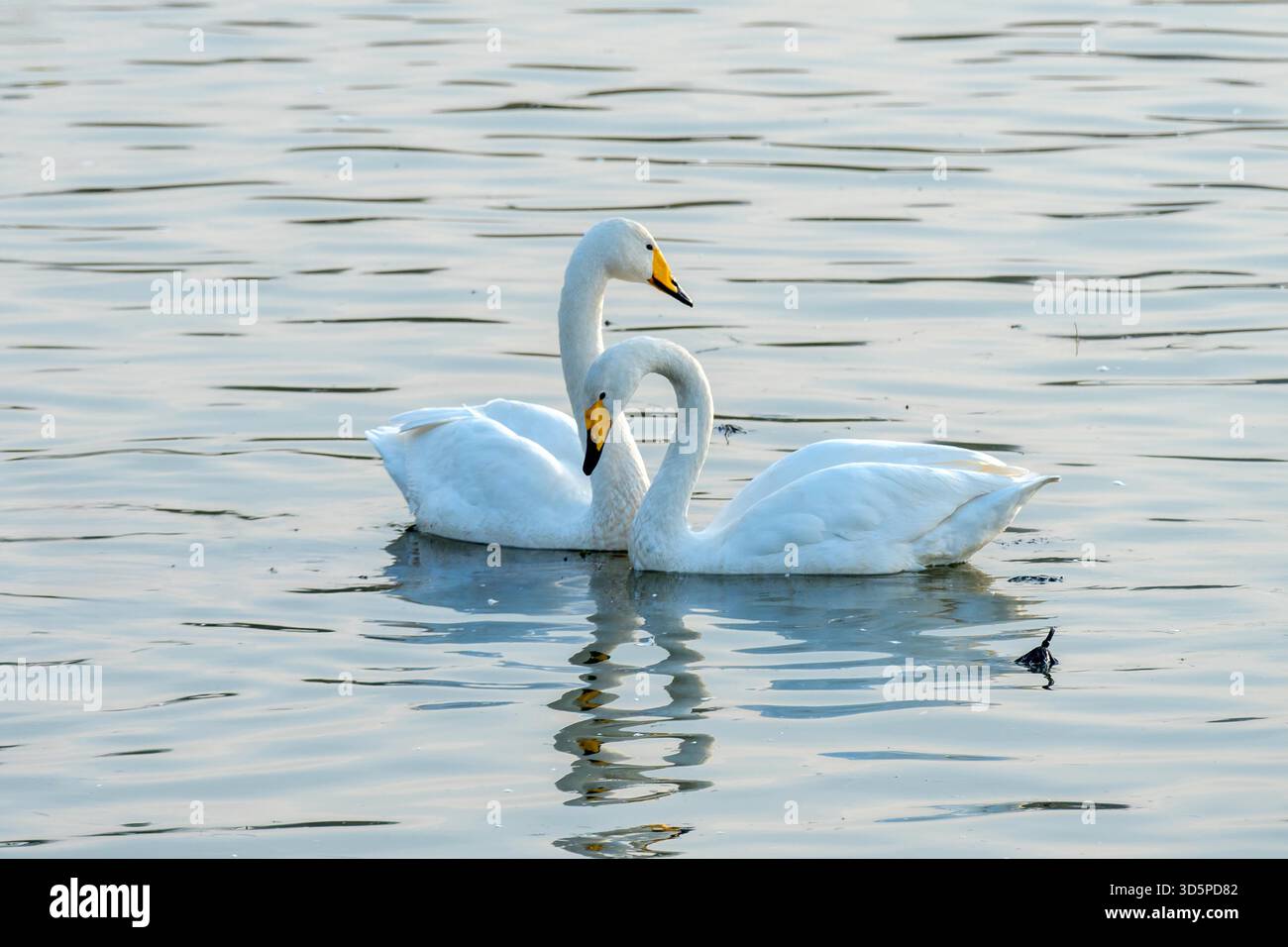 Whooper swans swim at a wetland park in Sanmenxia City, central China's ...