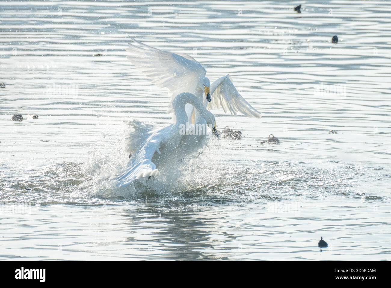 Whooper swans swim at a wetland park in Sanmenxia City, central China's ...