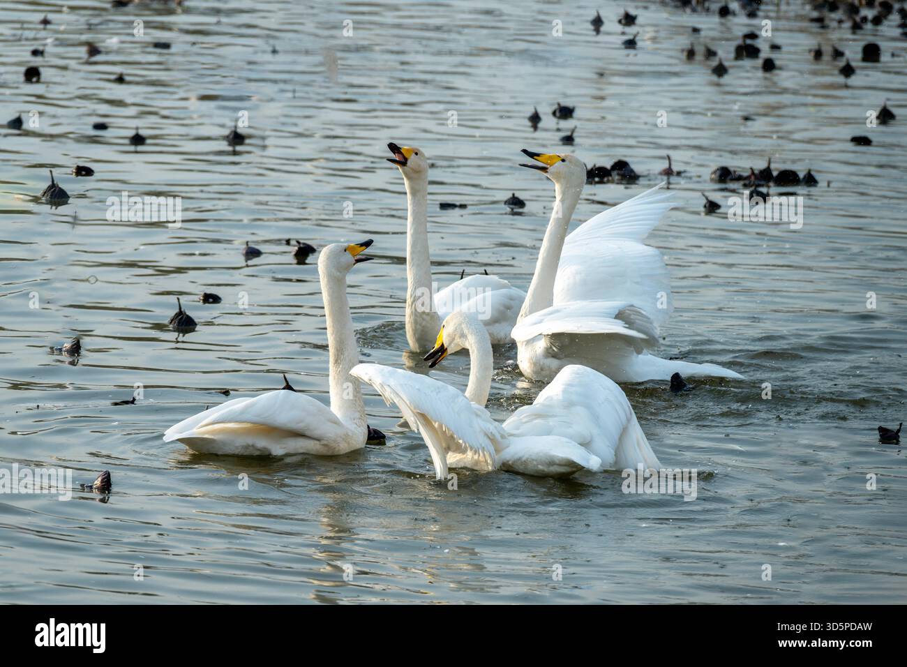 Whooper swans swim at a wetland park in Sanmenxia City, central China's ...