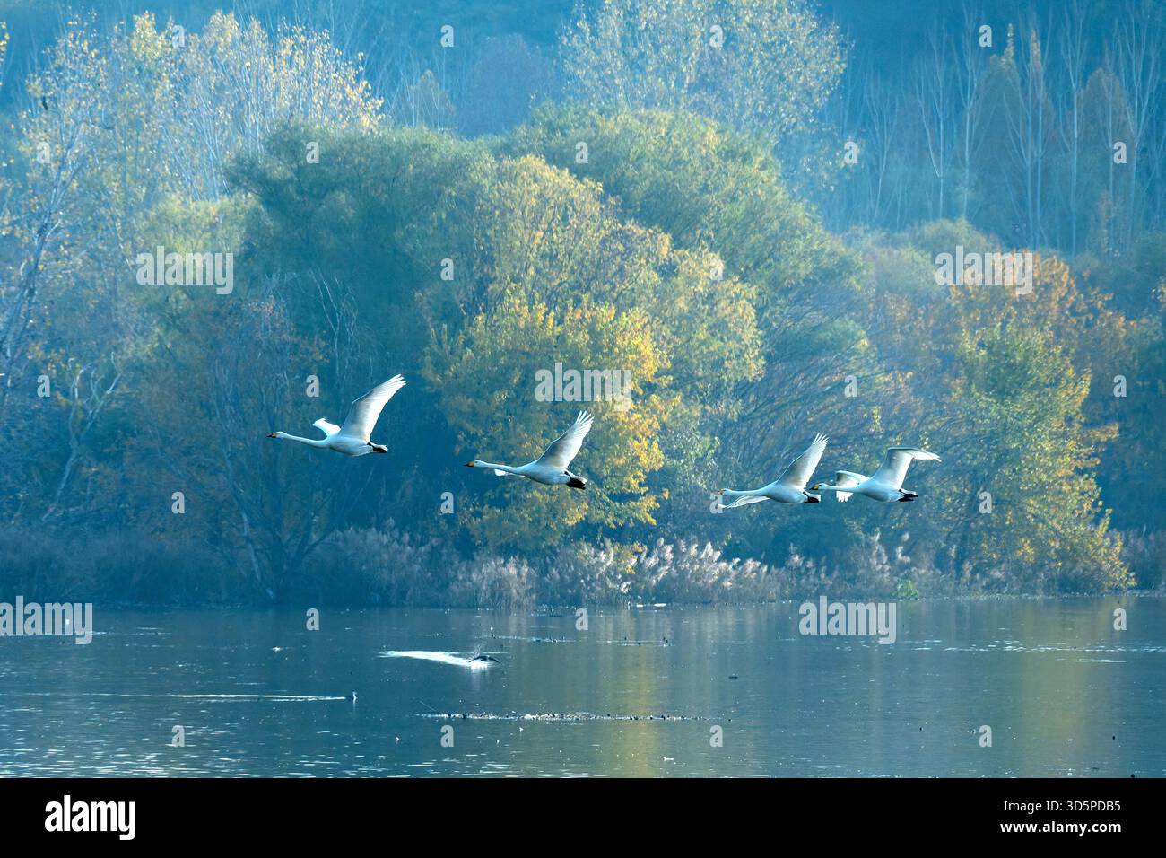 Whooper swans swim at a wetland park in Sanmenxia City, central China's ...