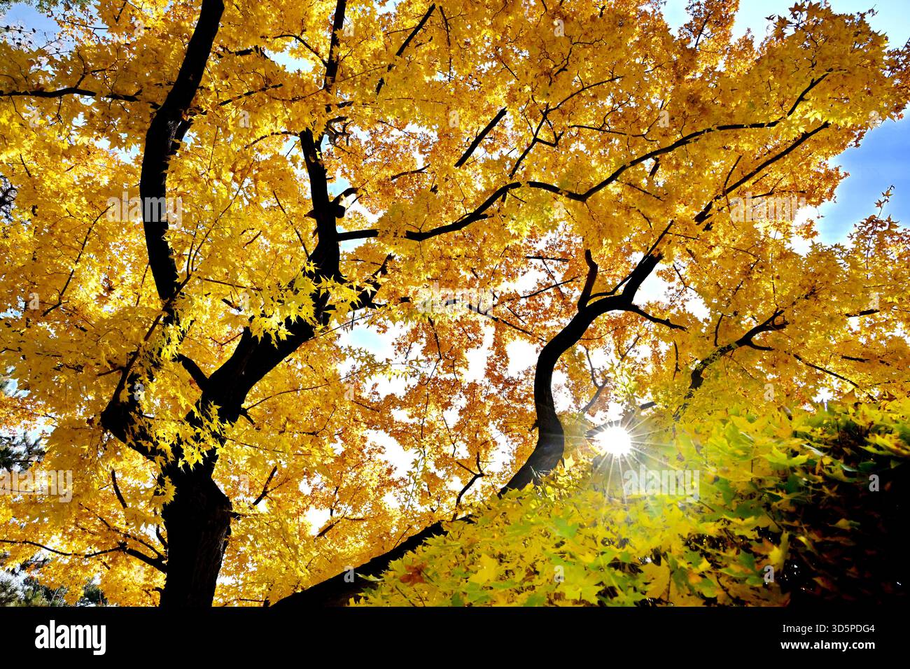 Early winter scenery at Ritan Park in Beijing, China, 14 November, 2025 ...