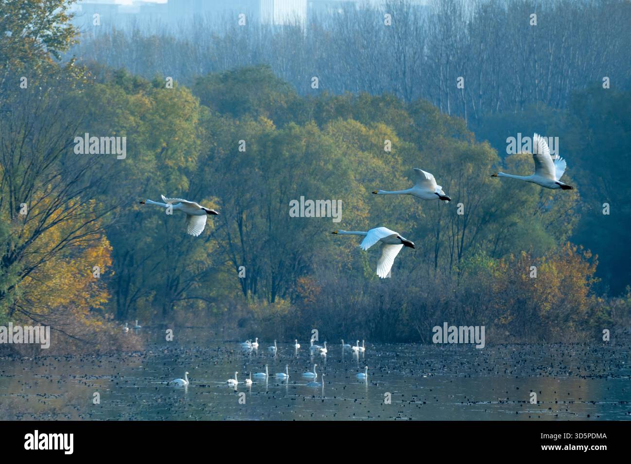 Whooper swans swim at a wetland park in Sanmenxia City, central China's ...