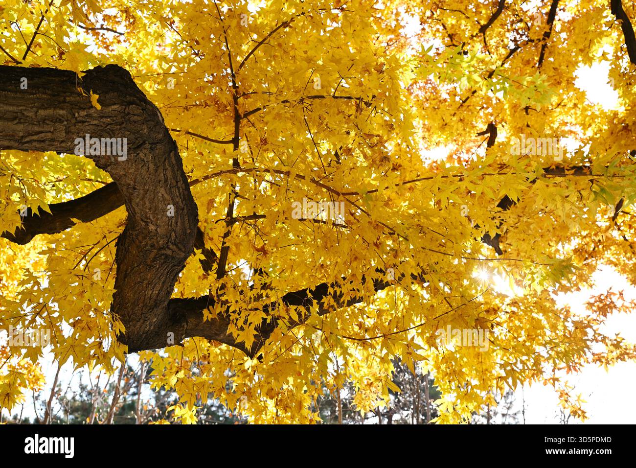 Early winter scenery at Ritan Park in Beijing, China, 14 November, 2025 ...