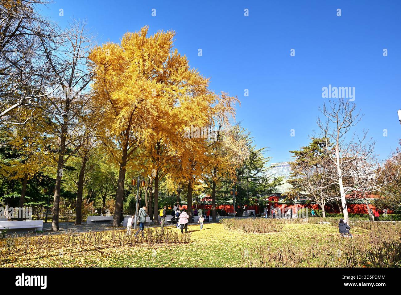 Early winter scenery at Ritan Park in Beijing, China, 14 November, 2025 ...