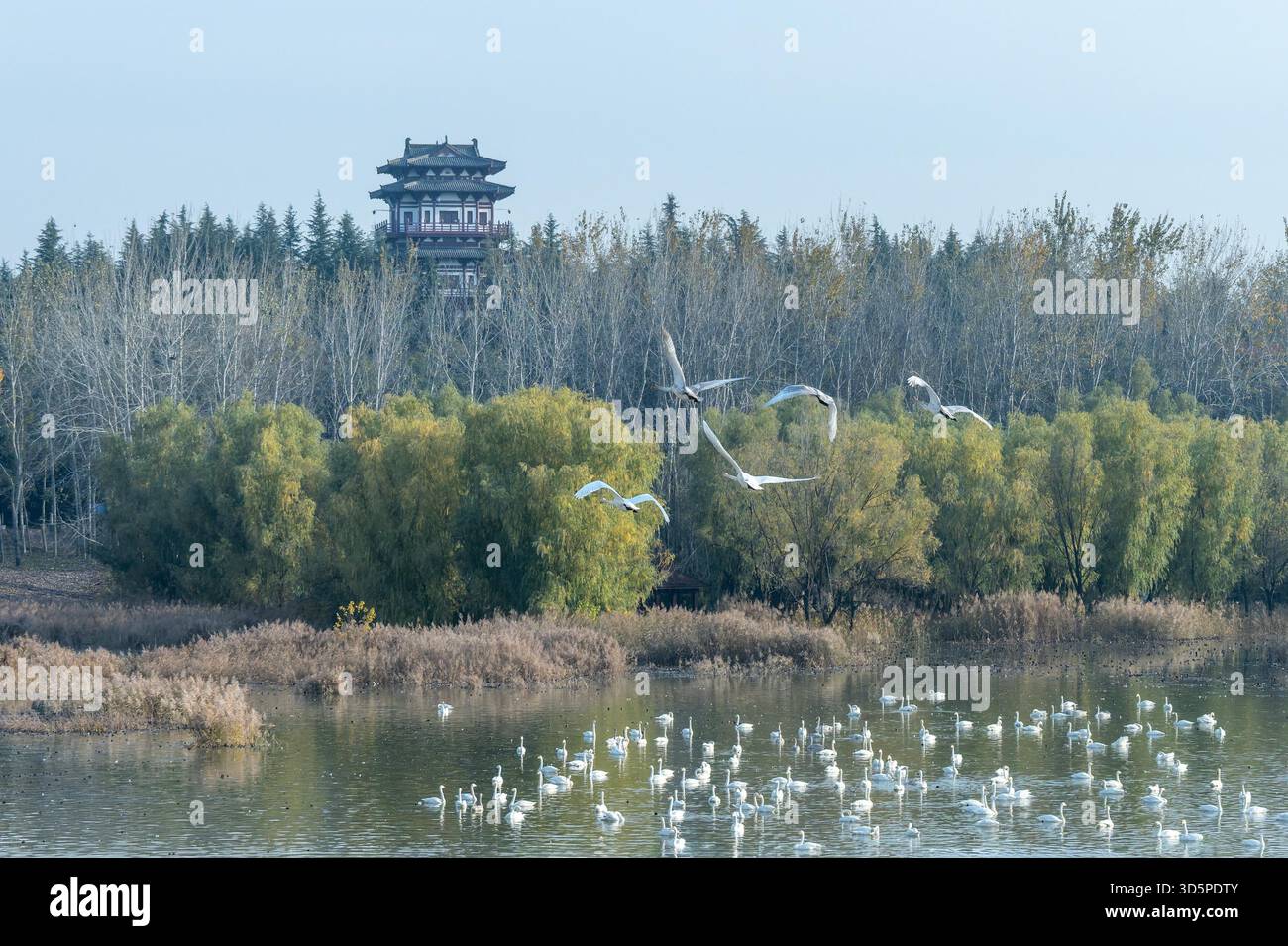 Whooper swans swim at a wetland park in Sanmenxia City, central China's ...