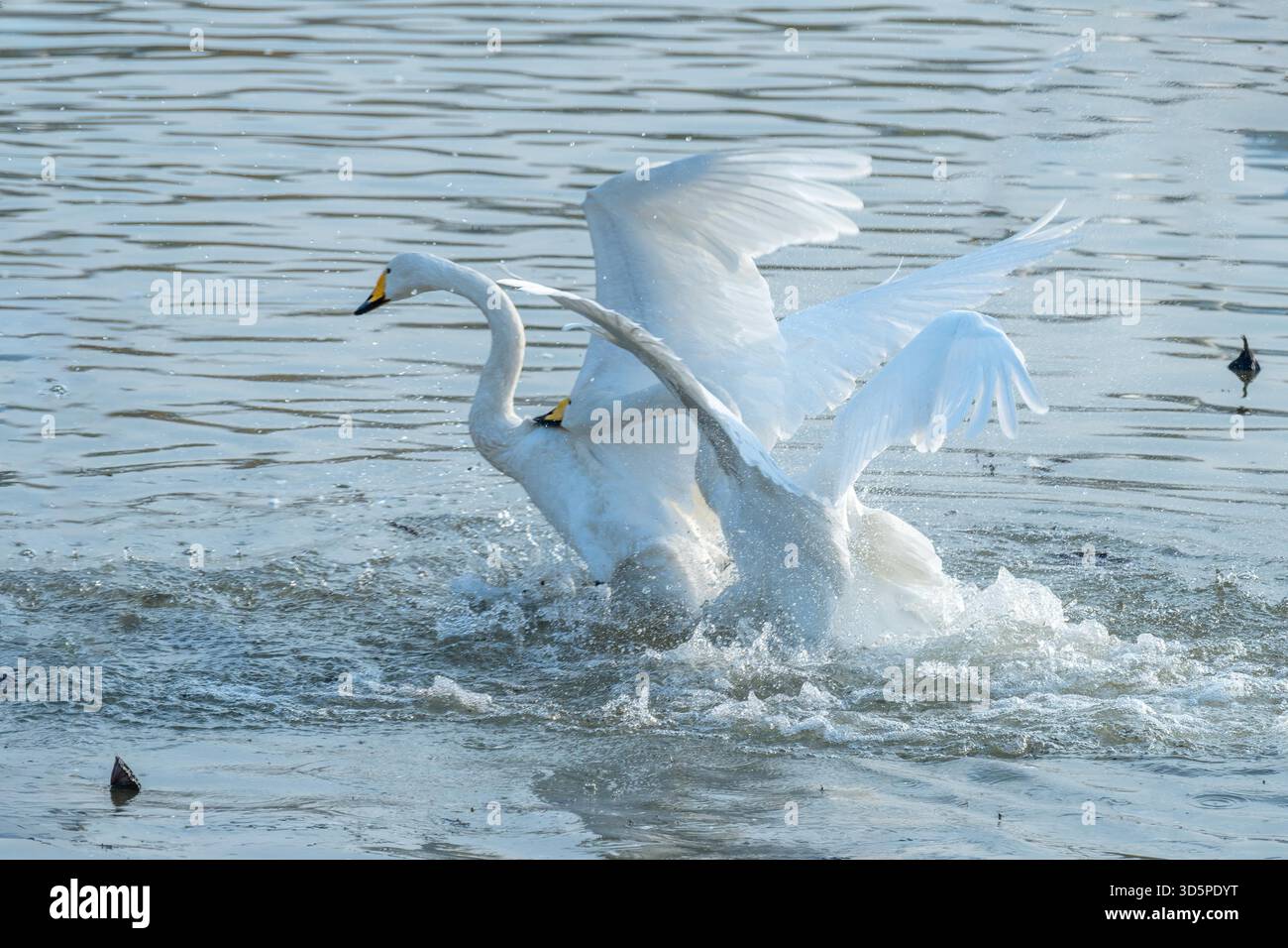 Whooper swans swim at a wetland park in Sanmenxia City, central China's ...