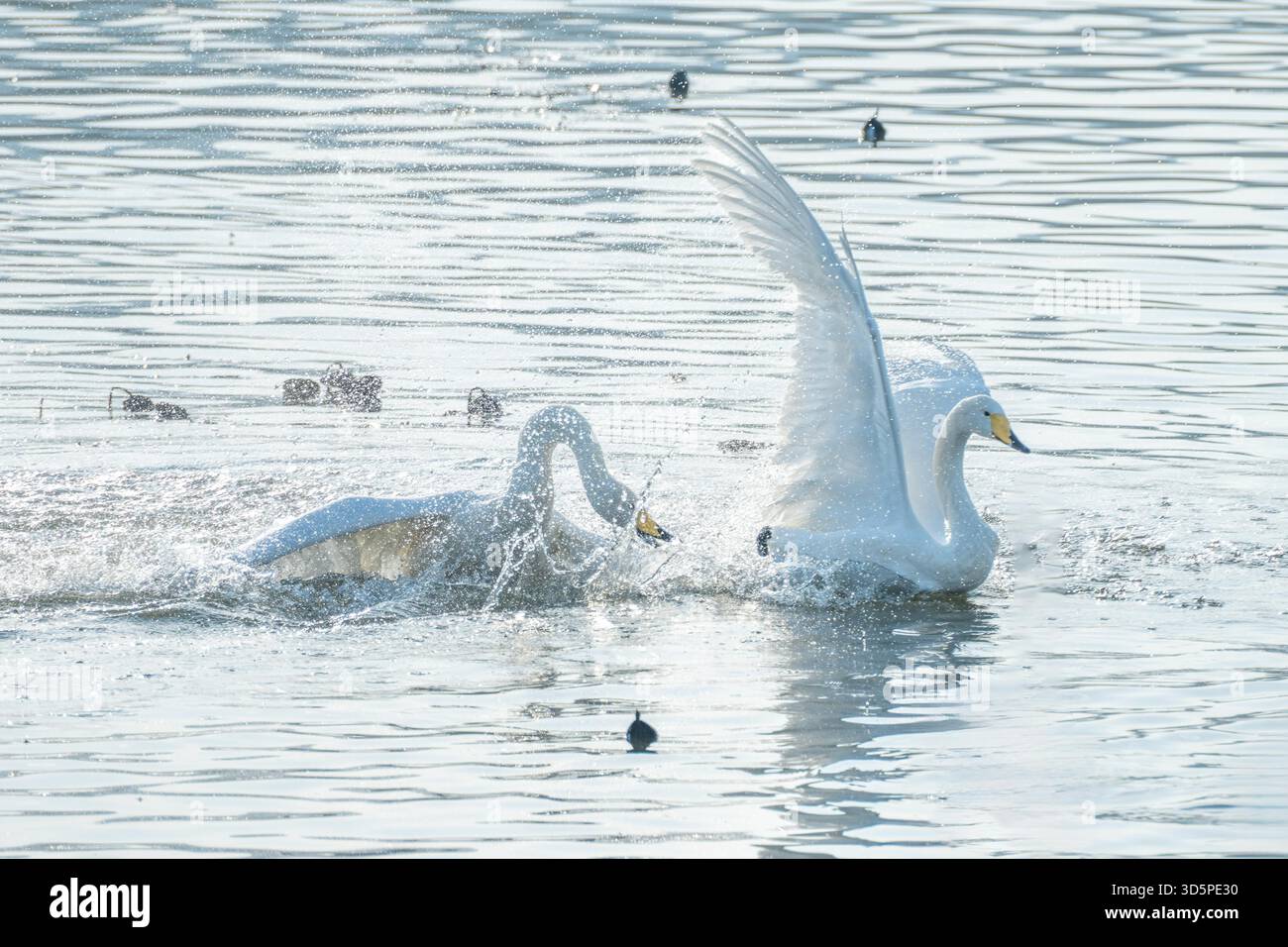 Whooper swans swim at a wetland park in Sanmenxia City, central China's ...