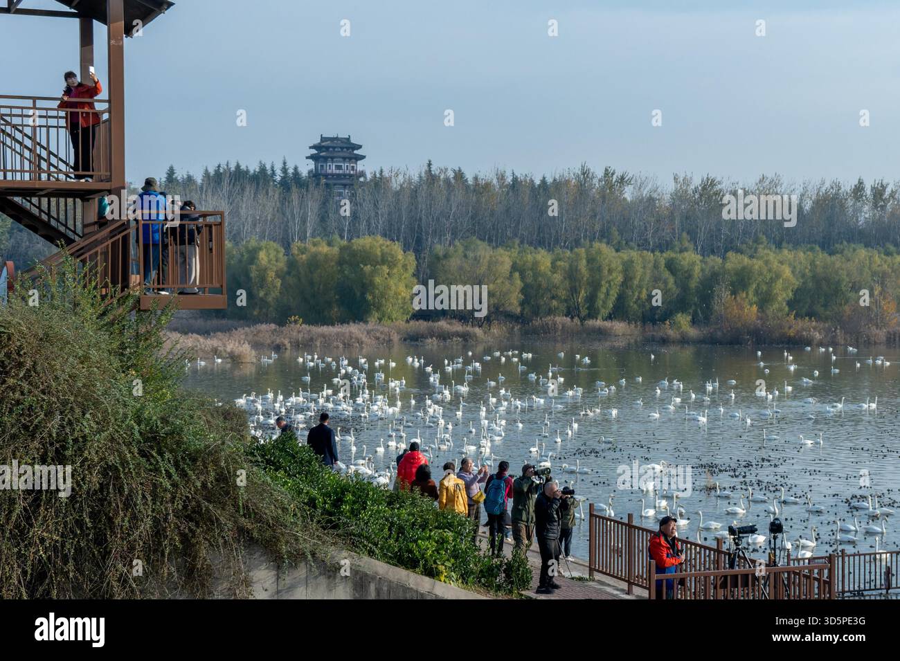 Whooper swans swim at a wetland park in Sanmenxia City, central China's ...