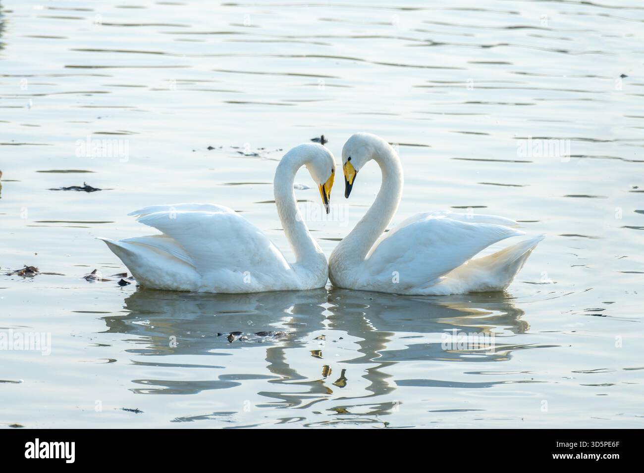 Whooper swans swim at a wetland park in Sanmenxia City, central China's ...