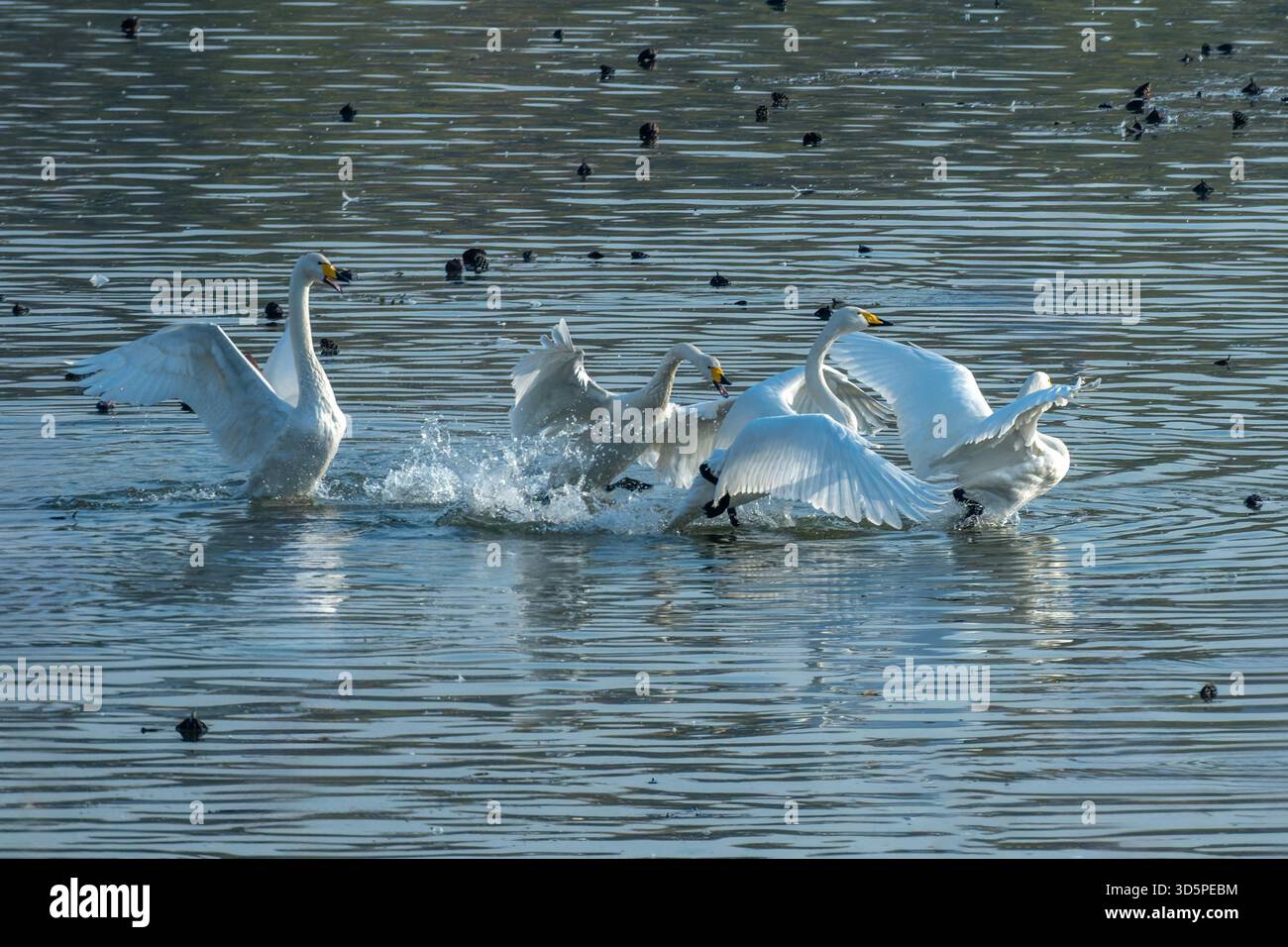 Whooper swans swim at a wetland park in Sanmenxia City, central China's ...