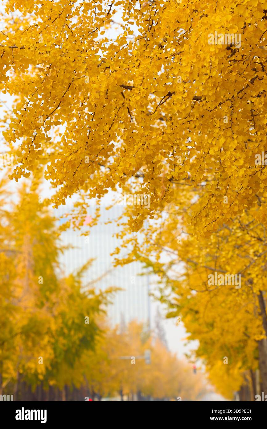 Ginkgo leaves turn yellow in Rizhao City, east China's Shandong ...