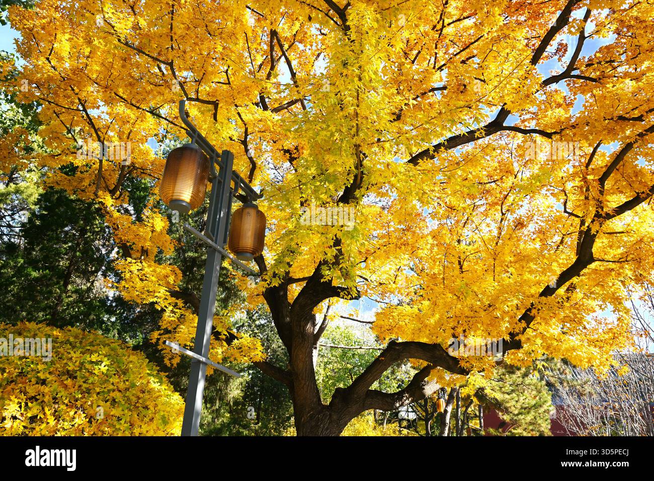 Early winter scenery at Ritan Park in Beijing, China, 14 November, 2025 ...