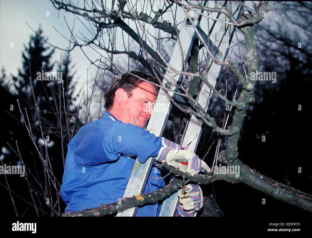 fruit tree cut in agriculture, tree growing and food production fruit ...