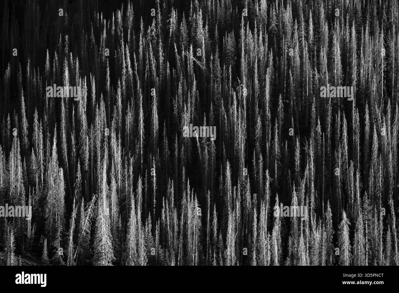 Aerial deforestation view Black and White Stock Photos & Images - Alamy