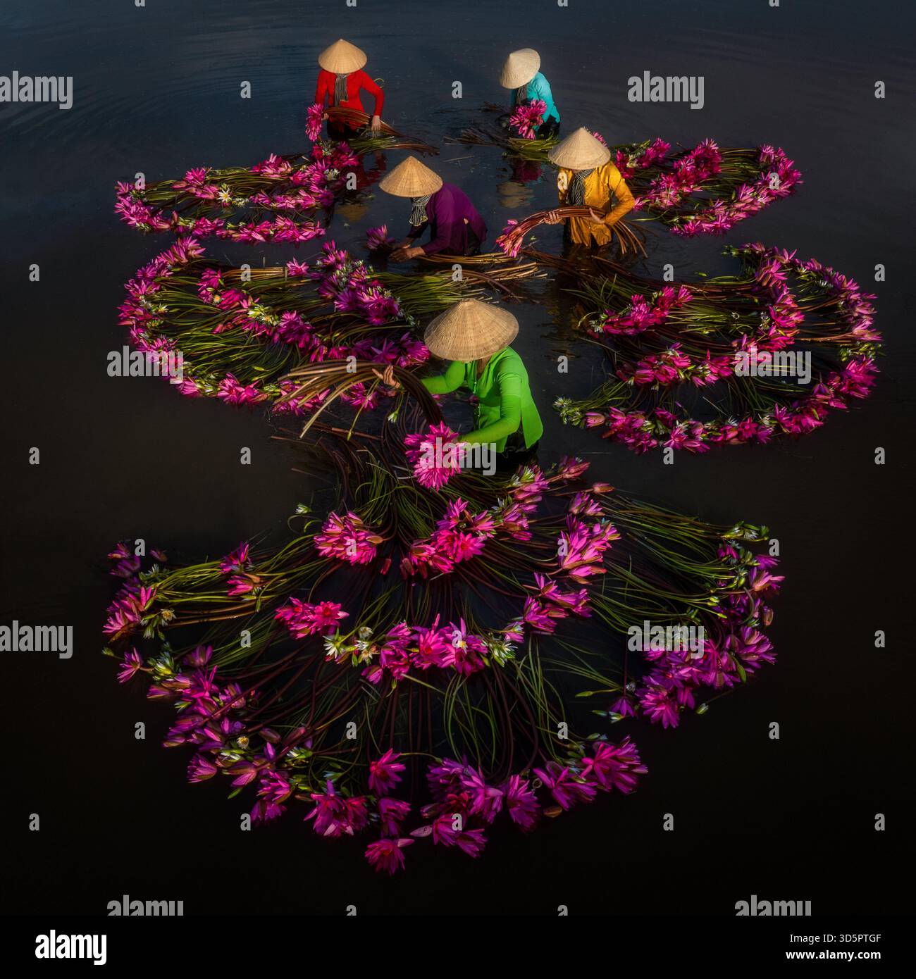 Aerial view of women in vibrant traditional clothing and conical hats ...