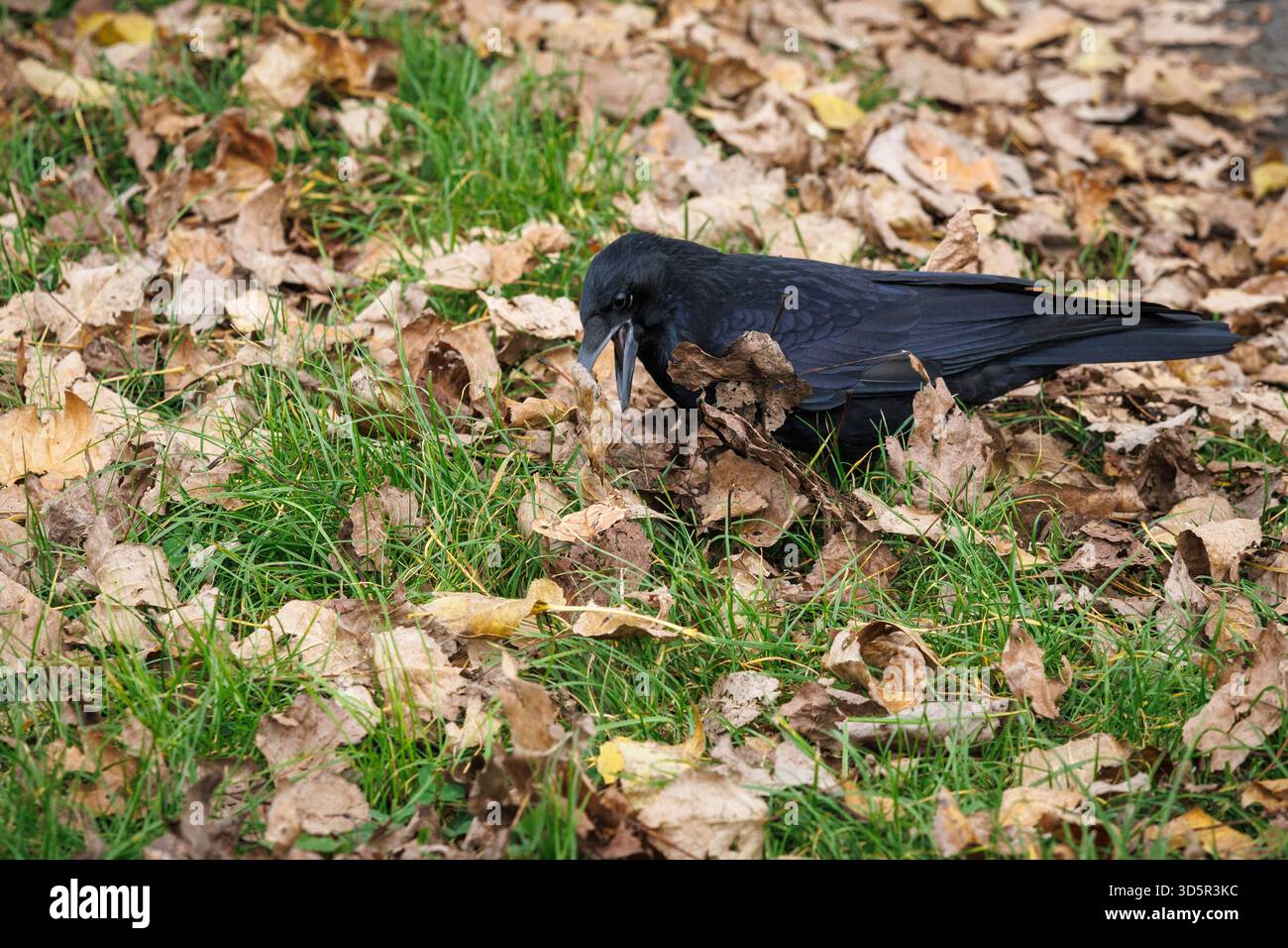 a carrion crow (Corvus corone) on the banks of the Rhine searches under ...