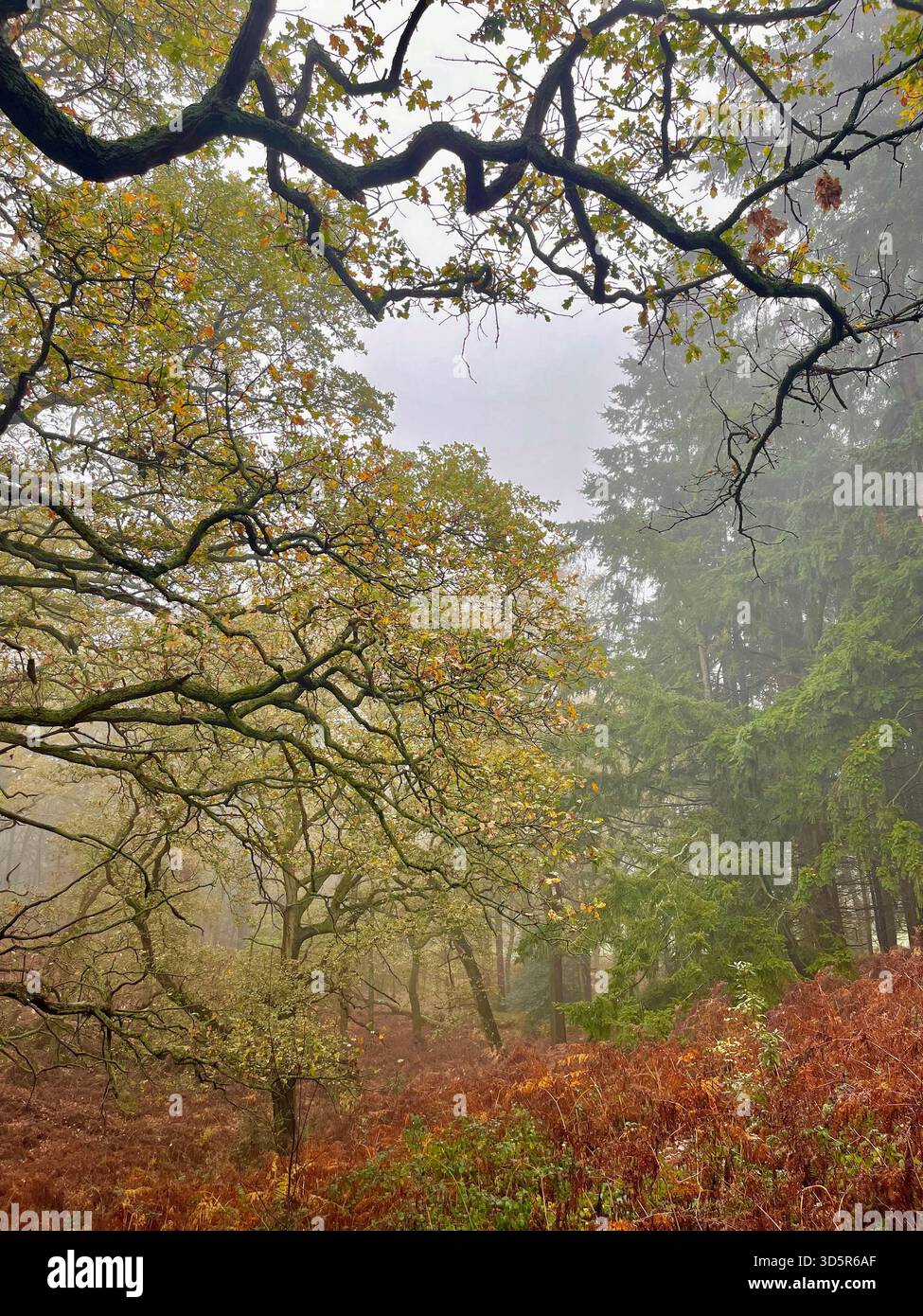 Habitat ecological change hi-res stock photography and images - Alamy
