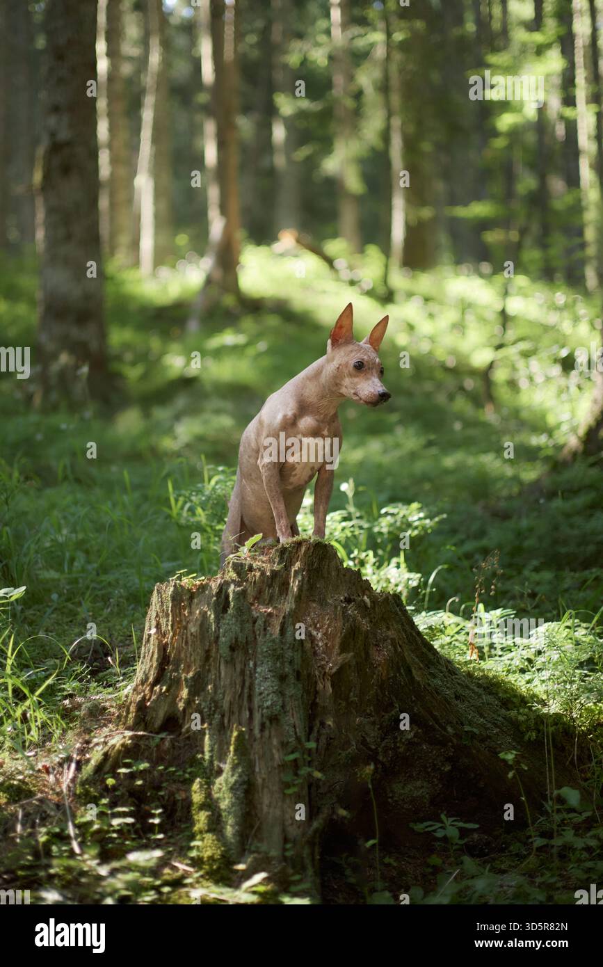 An American Hairless Terrier stands on a mossy tree stump in the forest ...