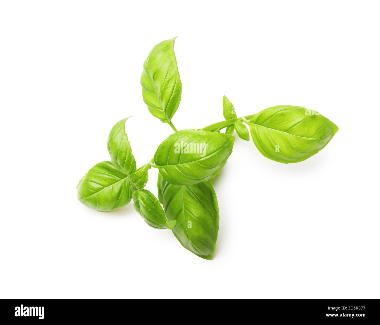 Sprig with green basil leaves isolated on white, above view Stock Photo ...