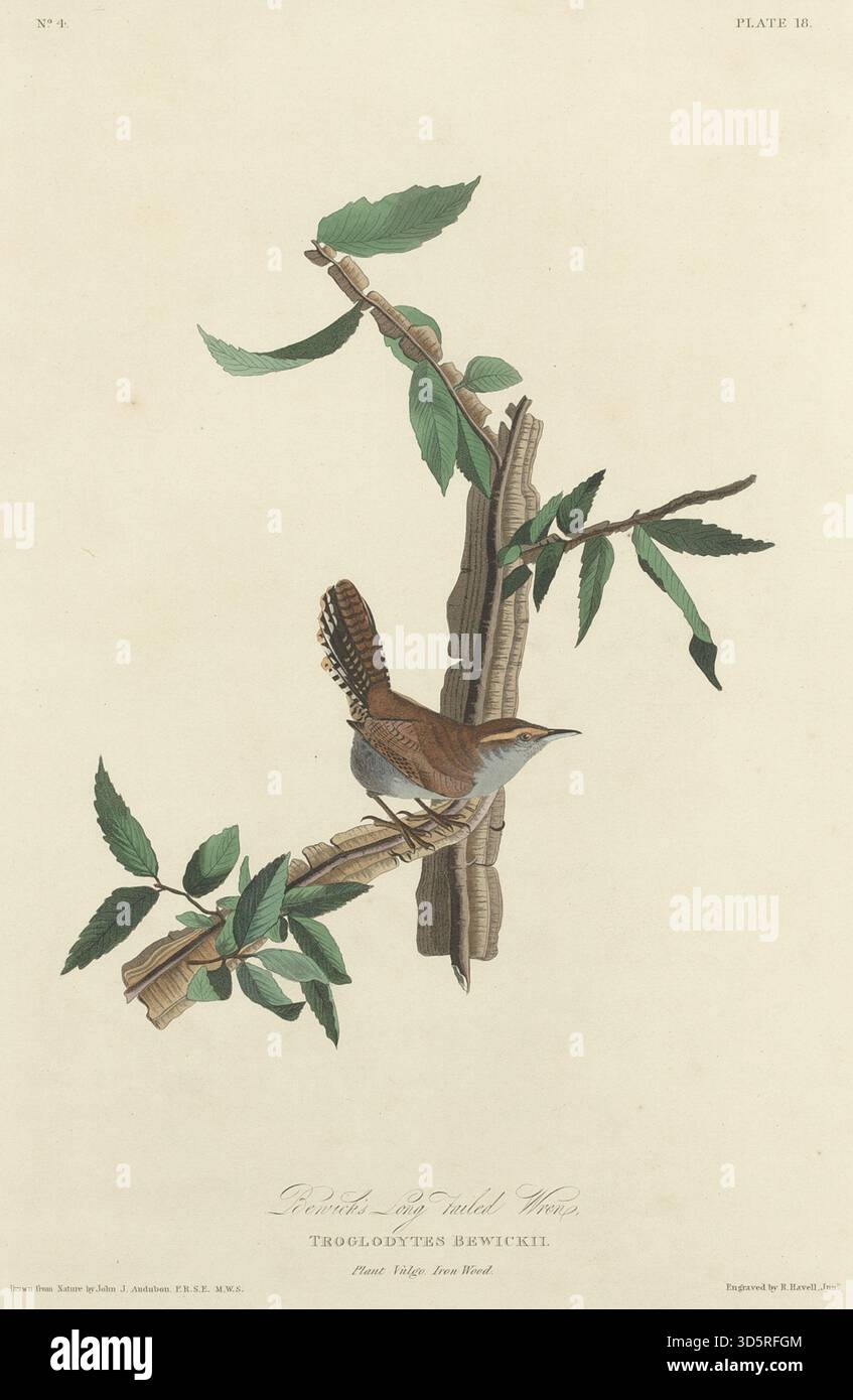 A 1827 illustration by Robert Havell after John James Audubon depicting ...
