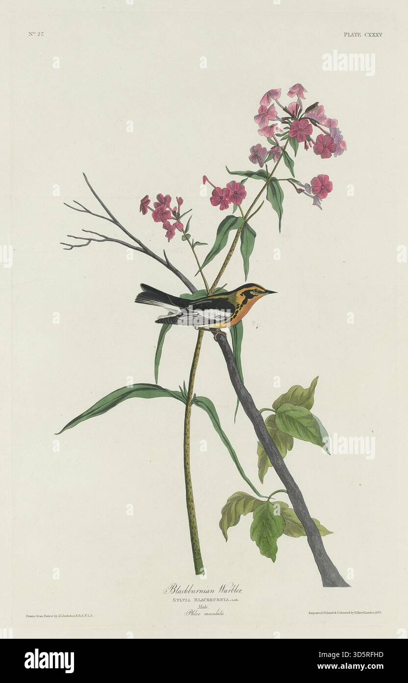 This 1832 print depicts the Blackburnian Warbler perched on a branch ...