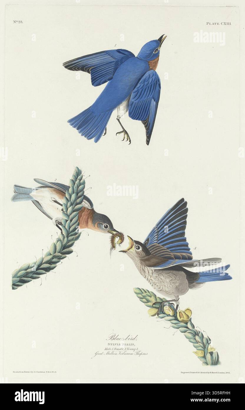This 1831 illustration by Robert Havell after John James Audubon ...