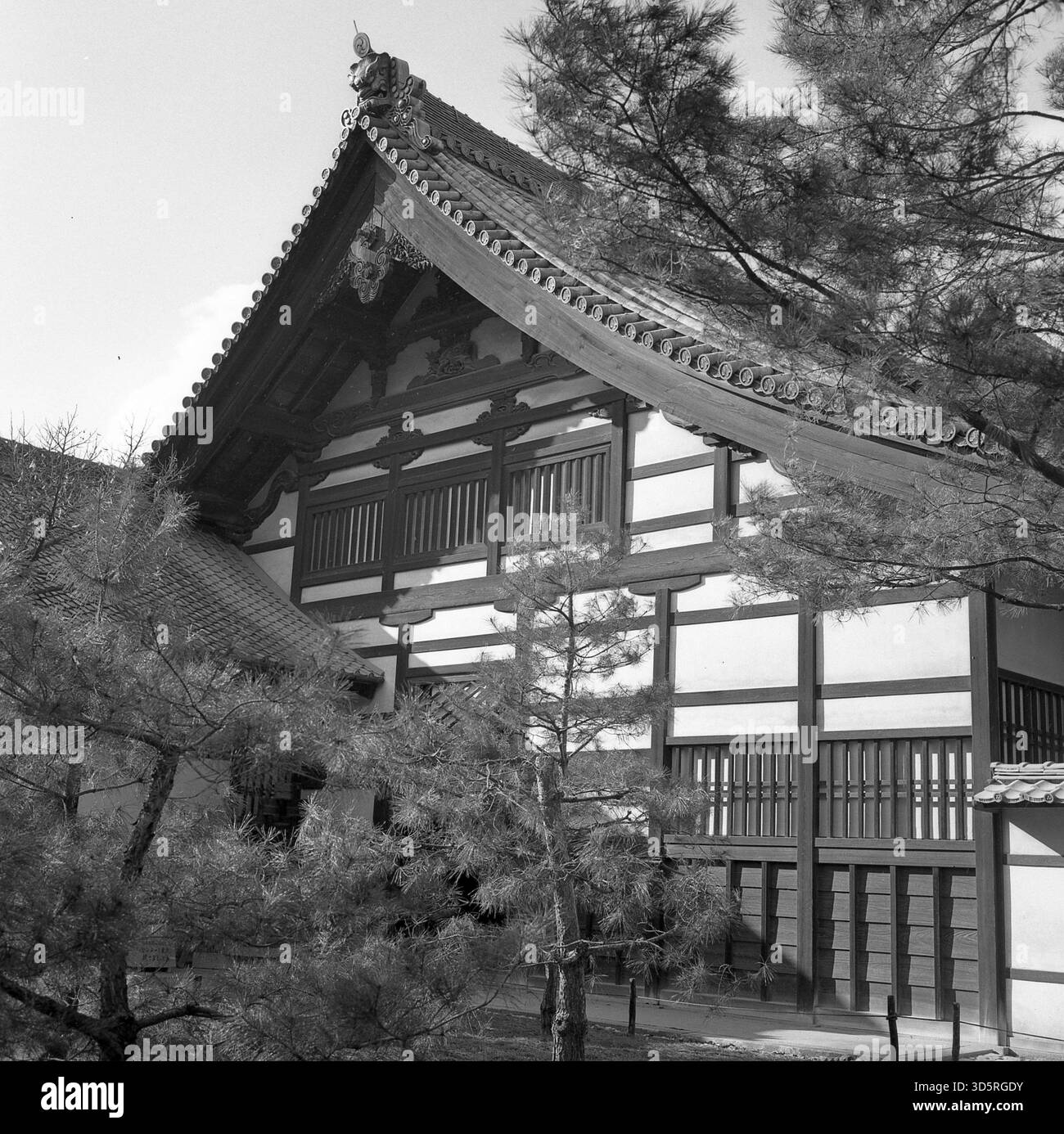 Pine trees in small Black and White Stock Photos & Images - Alamy